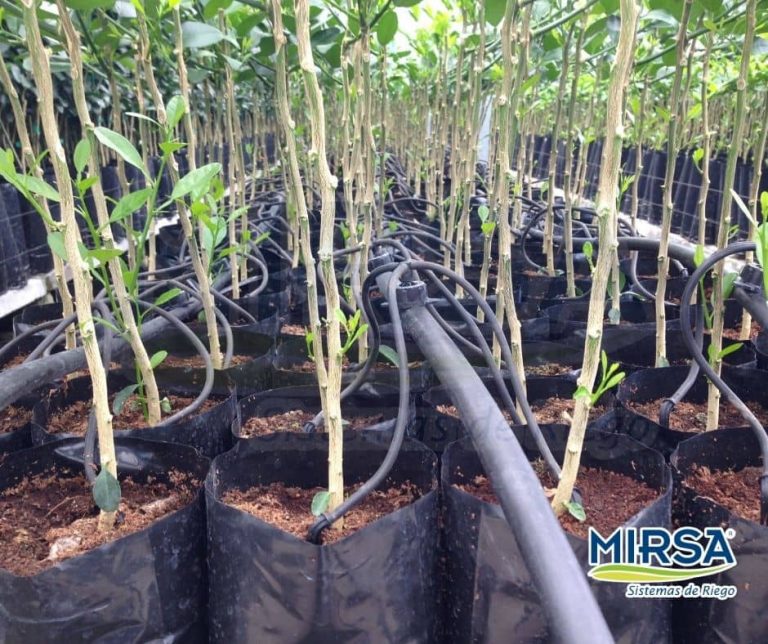 Sistema de riego por Goteo - Mirsa
